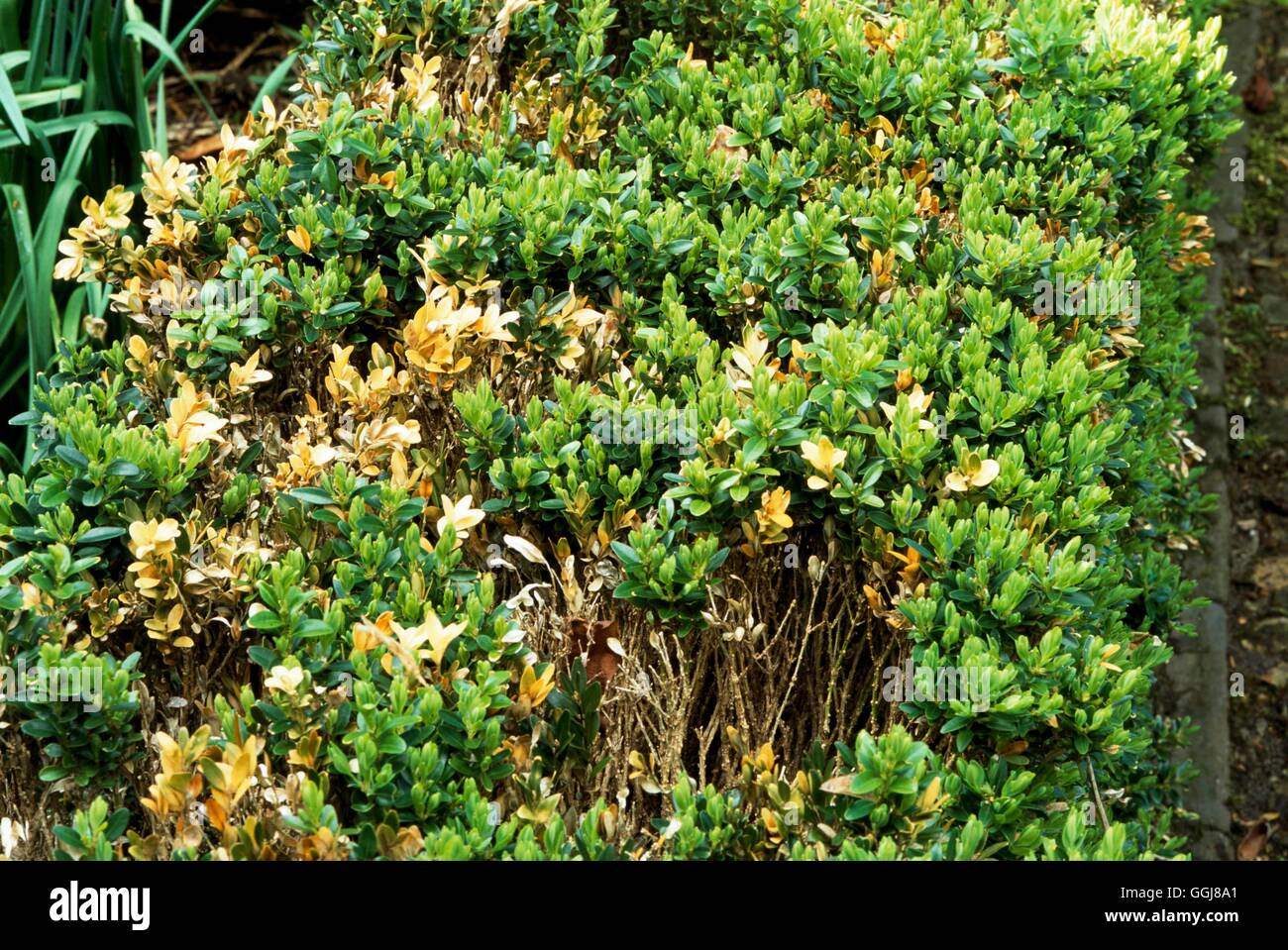 Box blight hi-res stock photography and images - Alamy