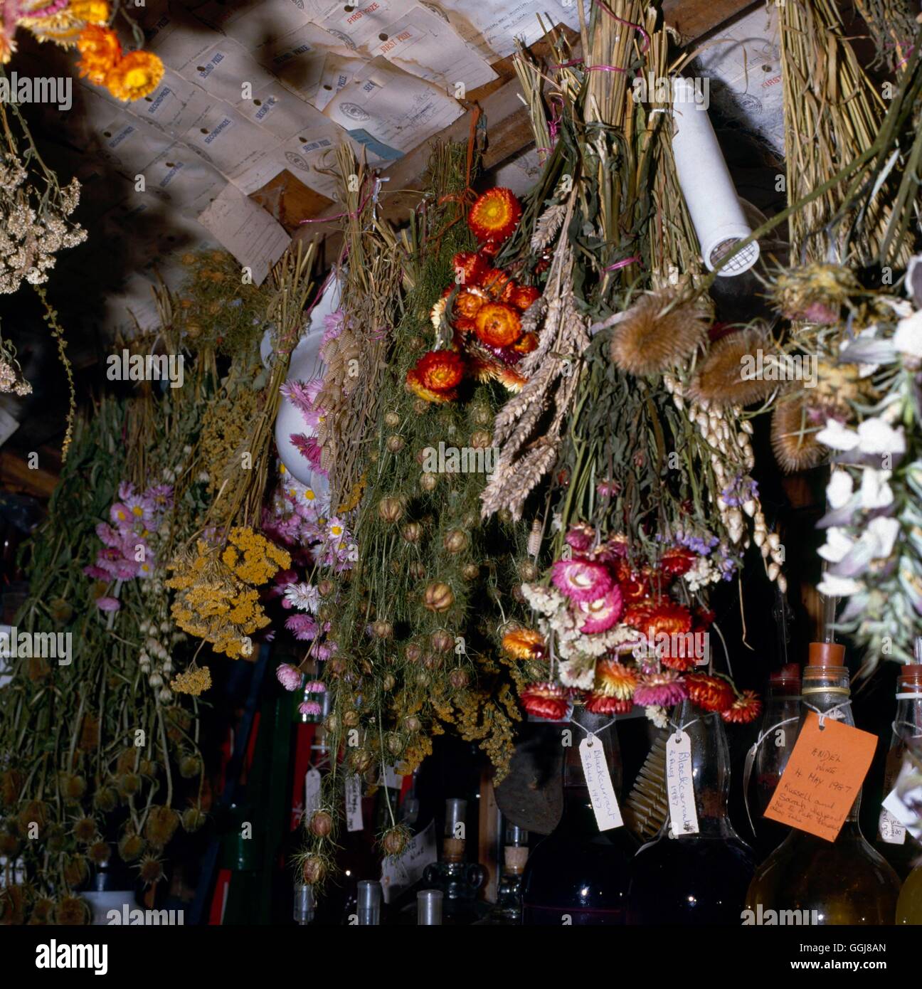 Dried Plants - Flowers being dried for Winter use in garden shed. Home ...