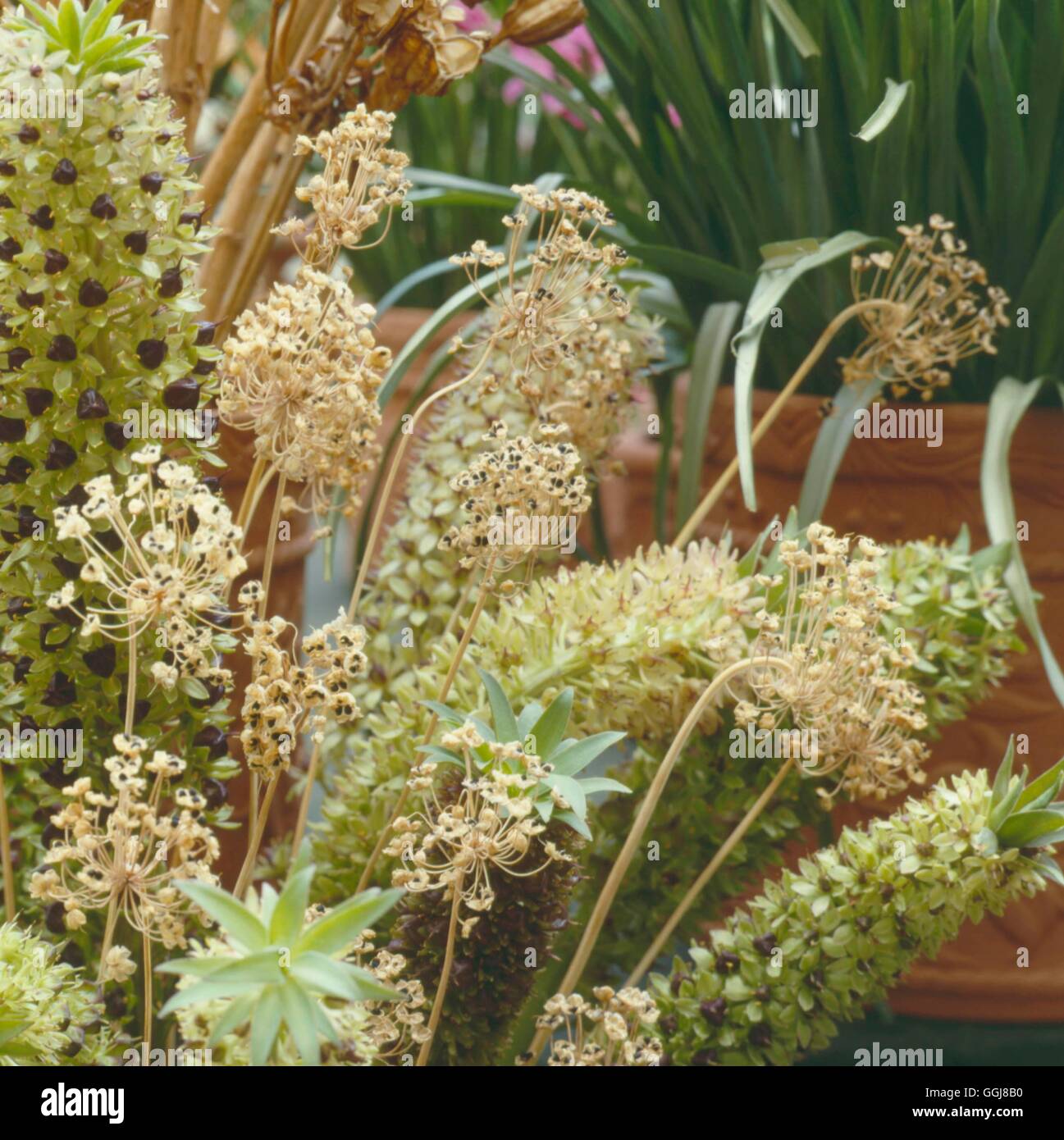 Dried Plants - Allium cernuum and Eucomis punctata DRI034128 Stock ...