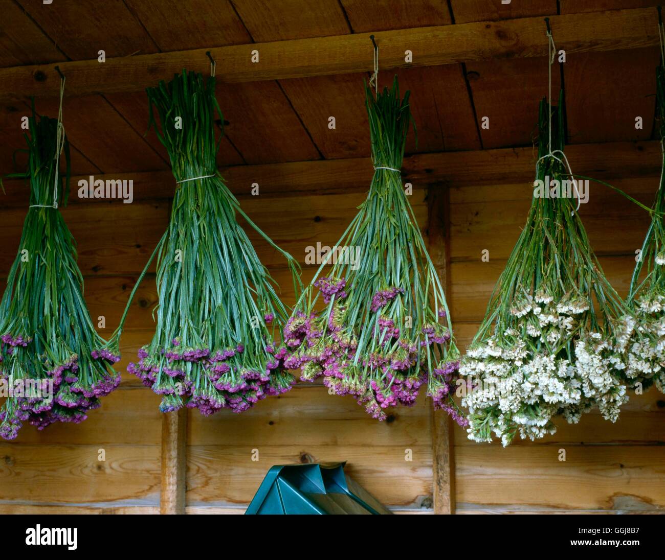 Dried Plants - Statice hanging up to dry. DRI046722 Stock Photo - Alamy