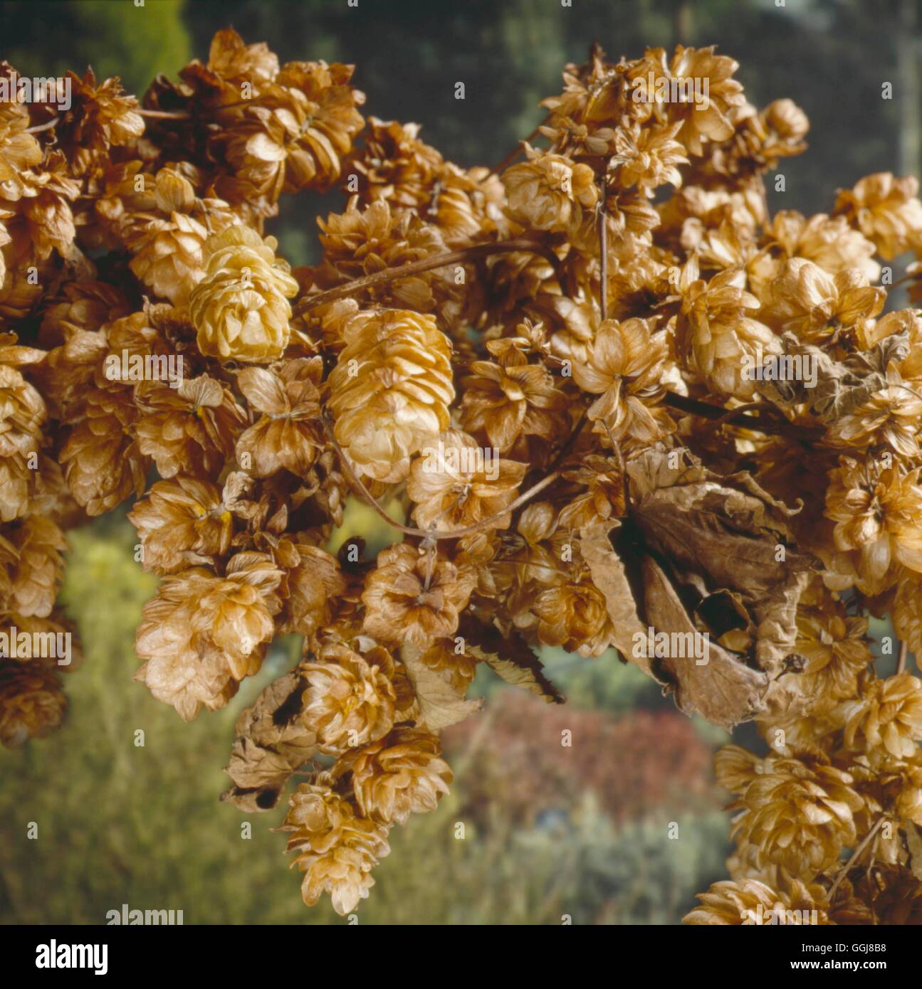 Drying hops hi-res stock photography and images - Alamy