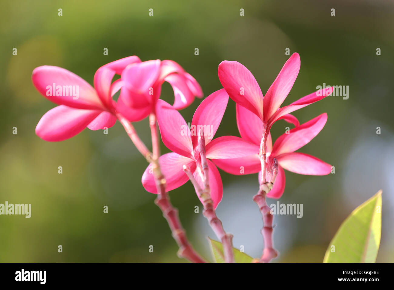 Red frangipani flower hi-res stock photography and images - Alamy
