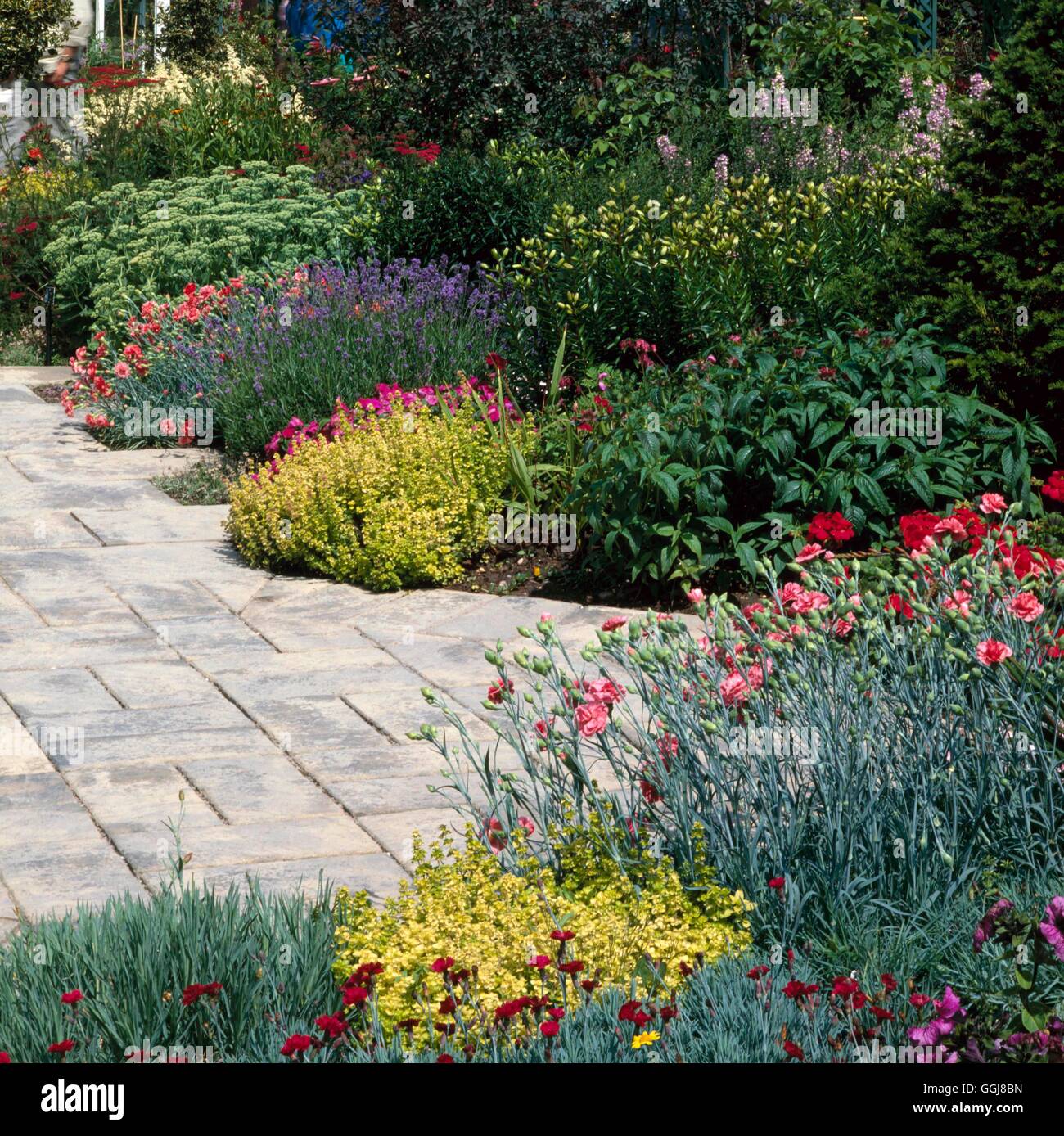 Edging Plants - of Dianthus Oregano and Lavandula `softening' the line ...