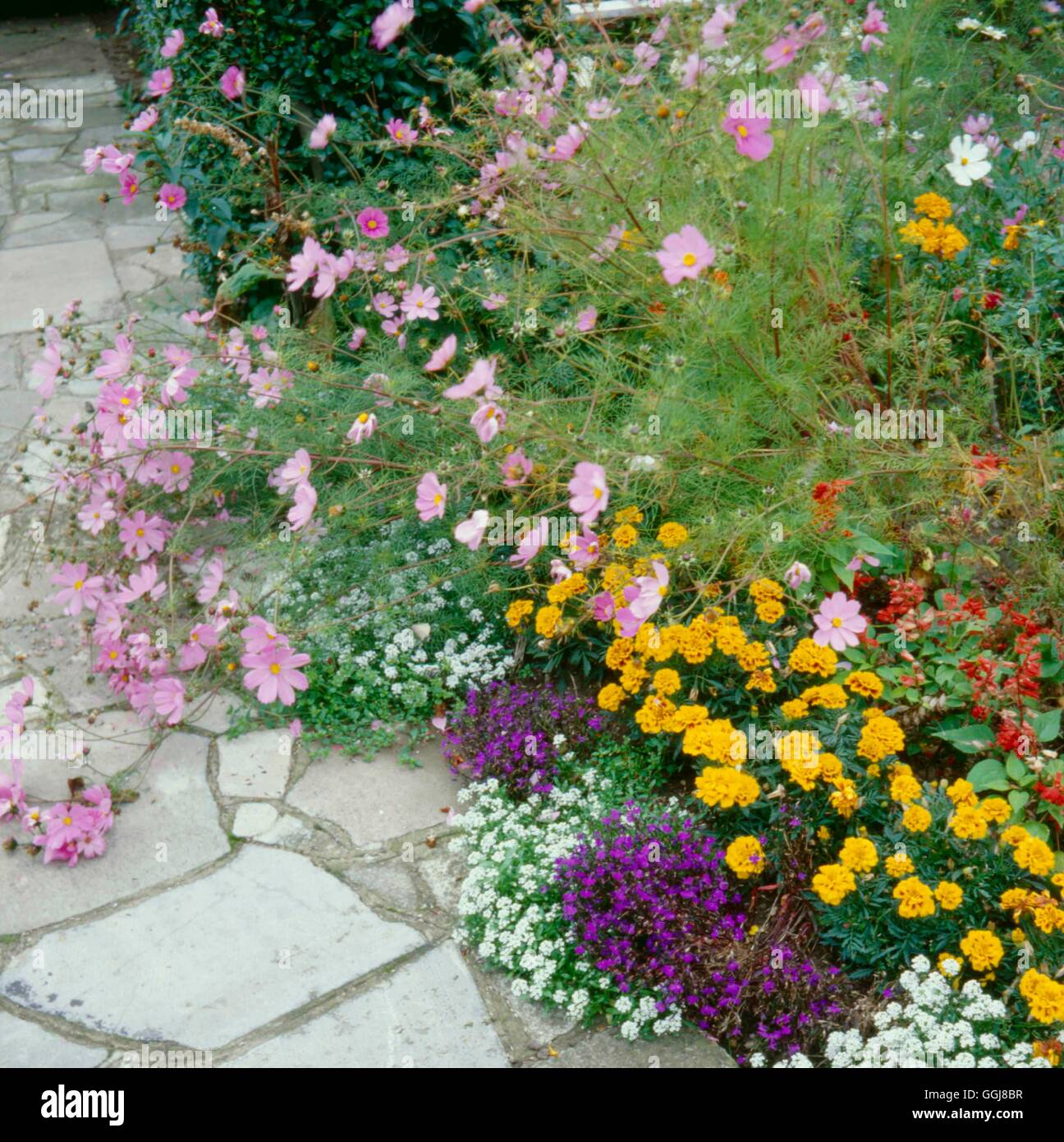 Edging Plants - Annuals `soften' the edge of the paving. EDG031340 ...
