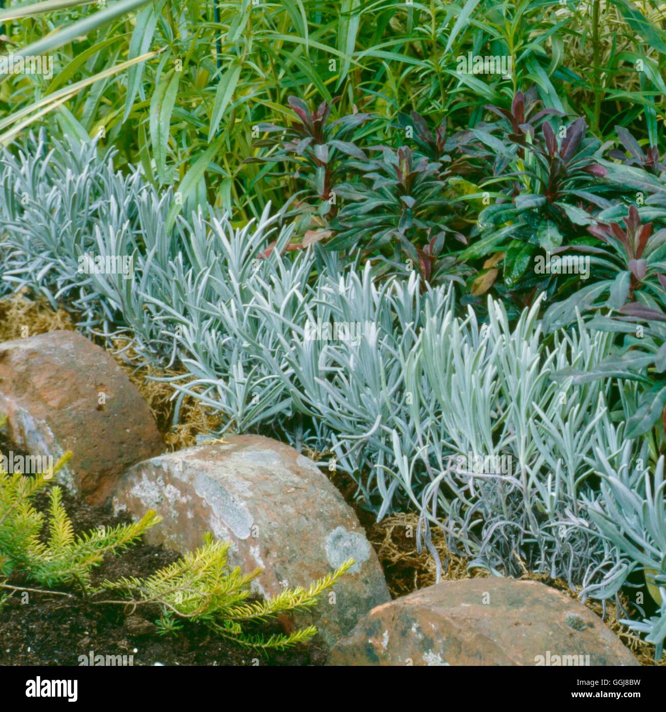 Edging Plants - Lavandula against rounded edging bricks EDG039736 ...