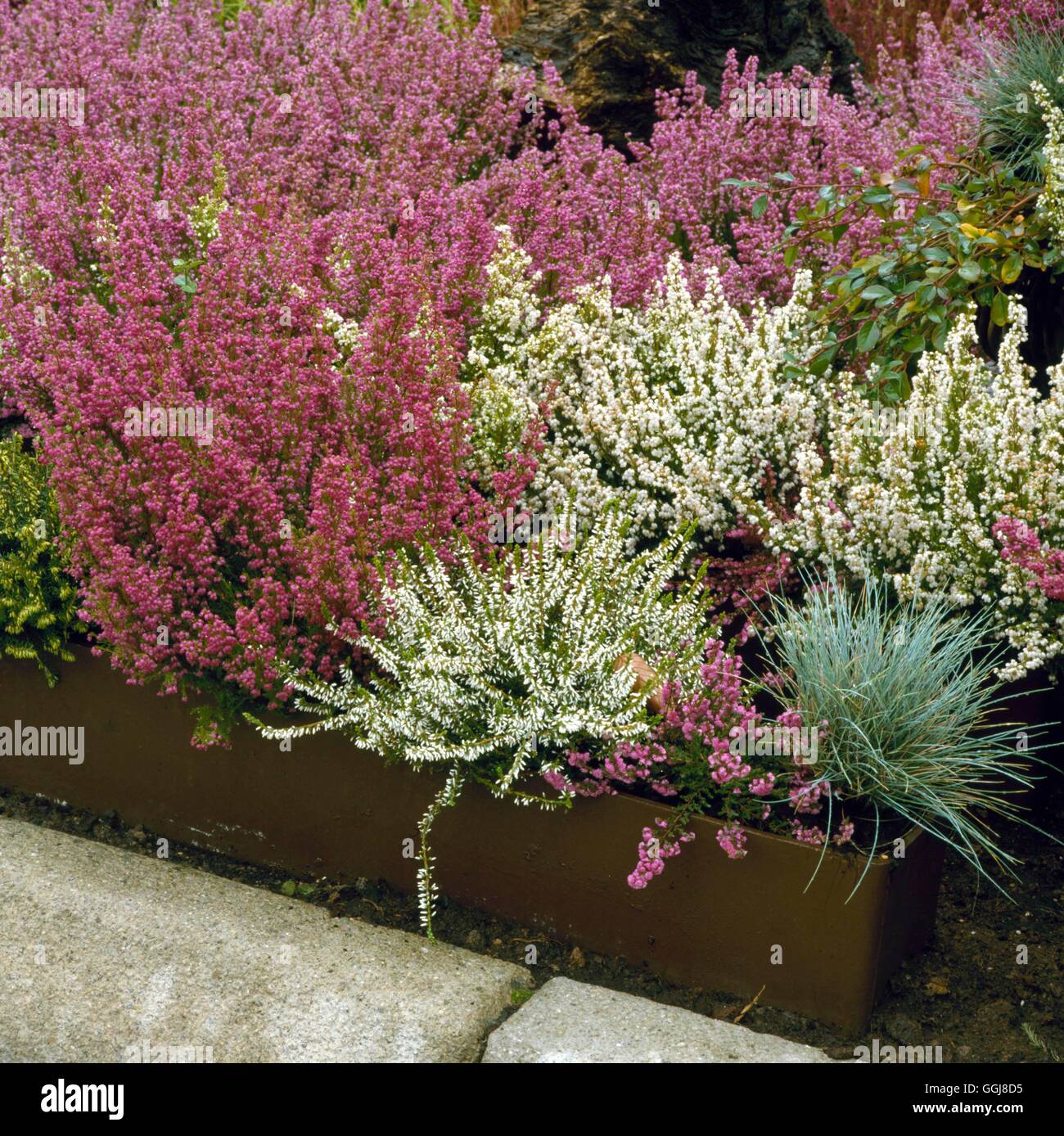 Erica gracilis hybrids - used for Autumn bedding. Cape Heath ERC047080 ...