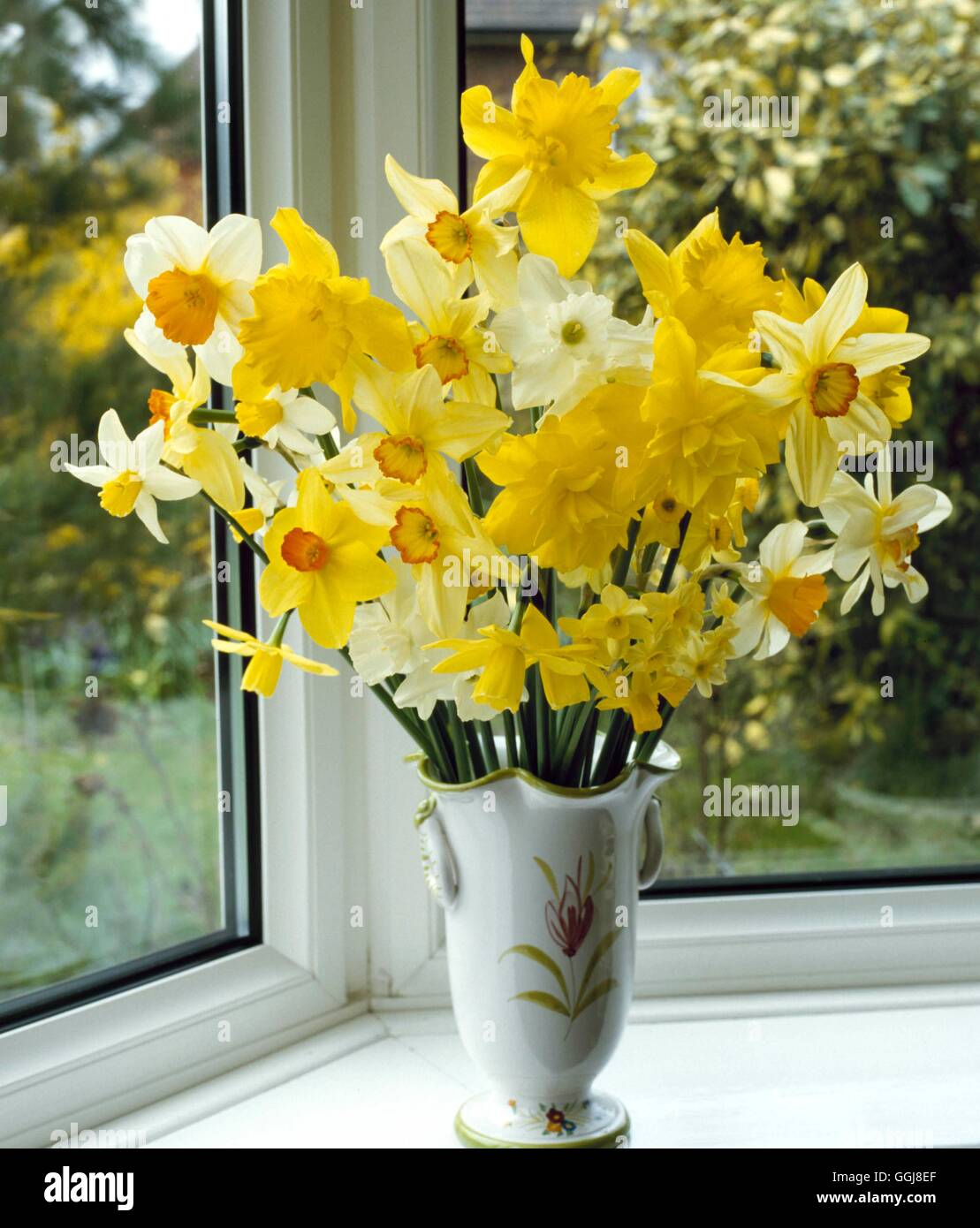 Daffodils In Vase