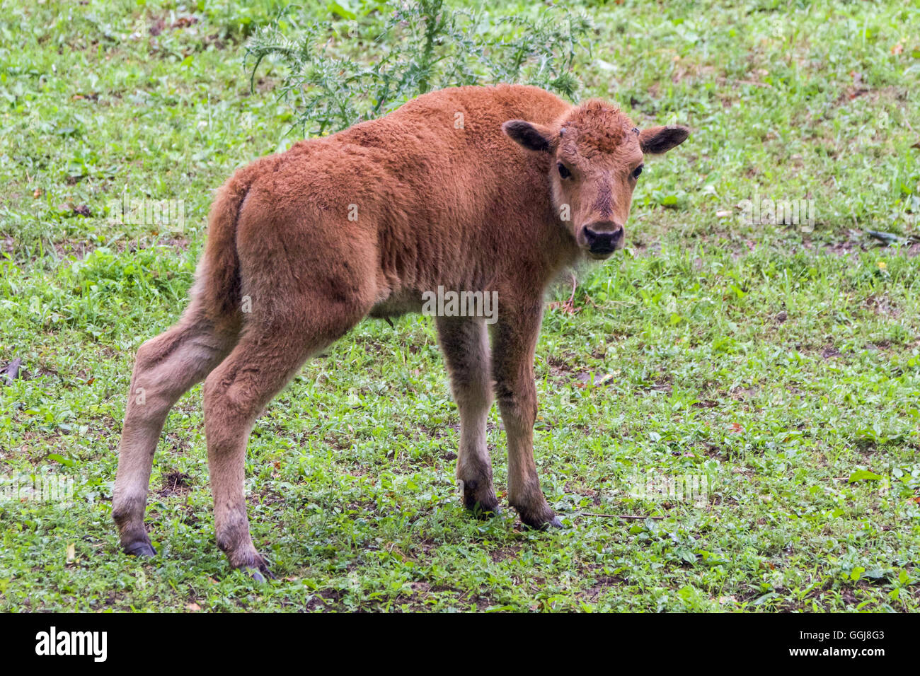 Bison Calf - profile looking to the right Photo by: Michael Seip ...