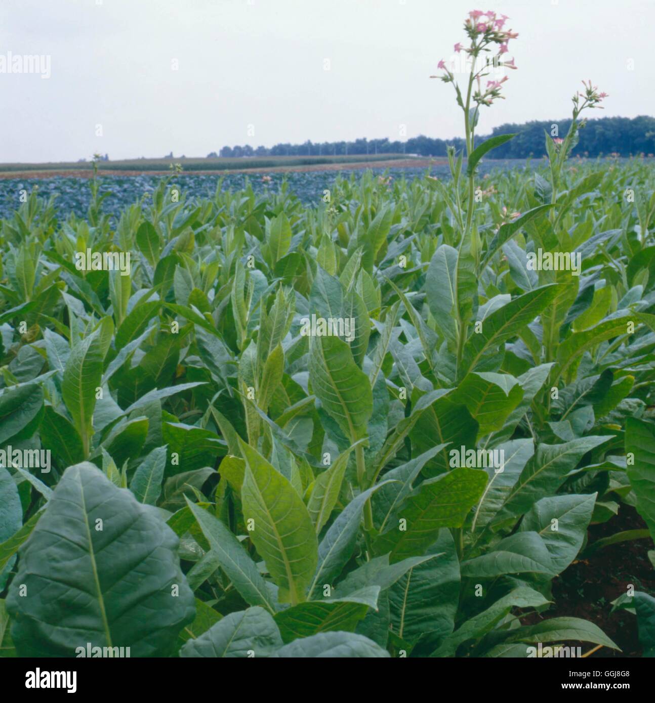 Tobacco cigar pipe hi-res stock photography and images - Alamy