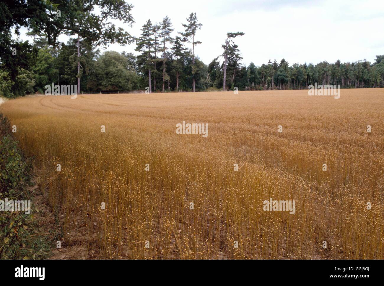 Field Crop - of Flax for linseed (Linum usitatissimum) FCR063881 ...