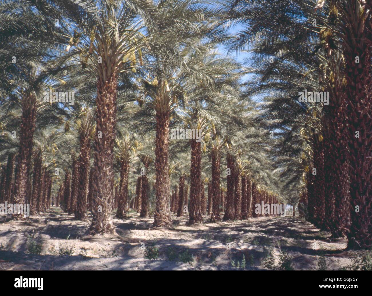 Field Crop - Plantation of Date Palms (Phoenix dactifera) FCR079960 ...