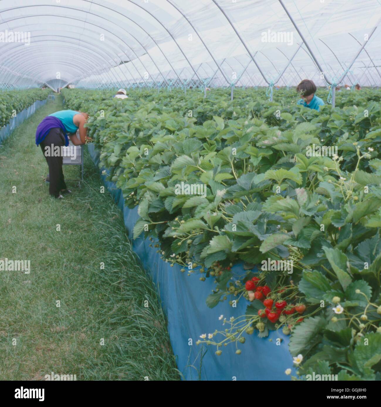 Field Crop - Commercial Strawberry Production Plants raised in growbags ...