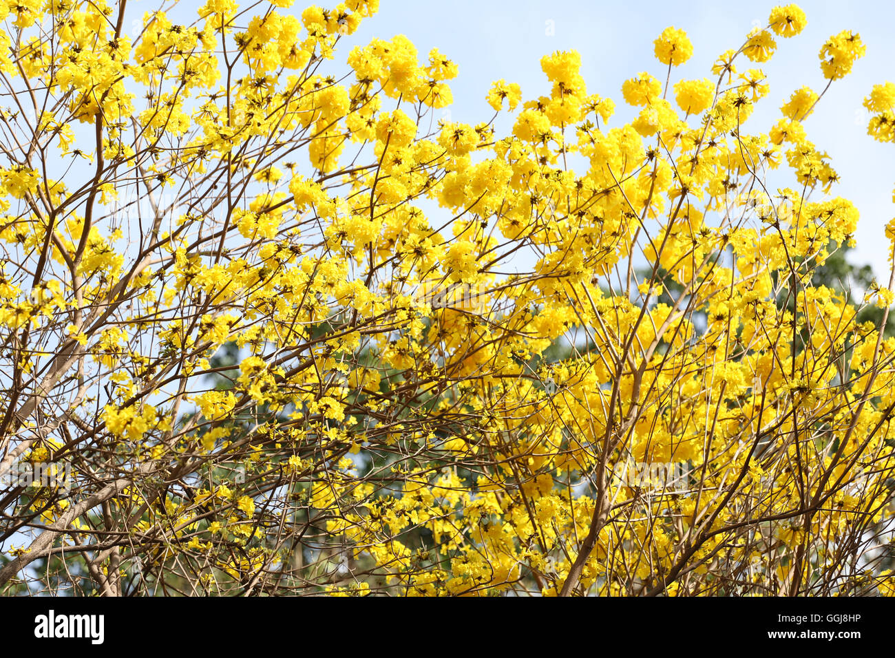 Tabebuia spectabilis flower or Yellow tabebuia flower bloom on tree in ...
