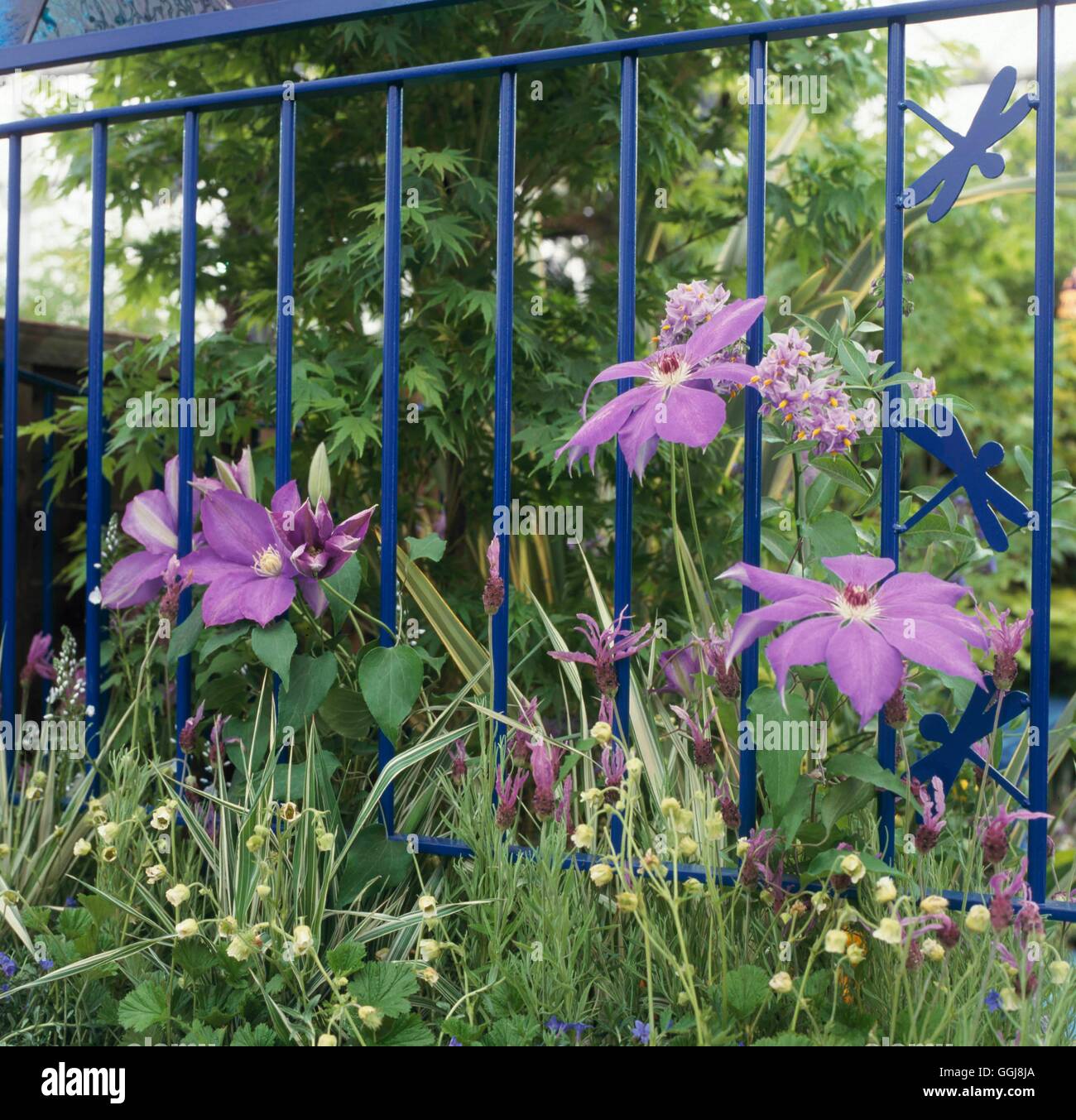 Clematis photos hi-res stock photography and images - Alamy