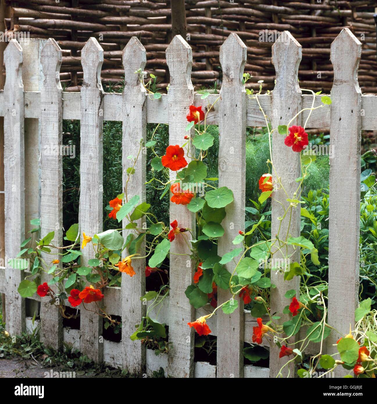 Fence - Picket Fence (Heath End Gdng Club at Chelsea FS 2001) FEN099729 ...
