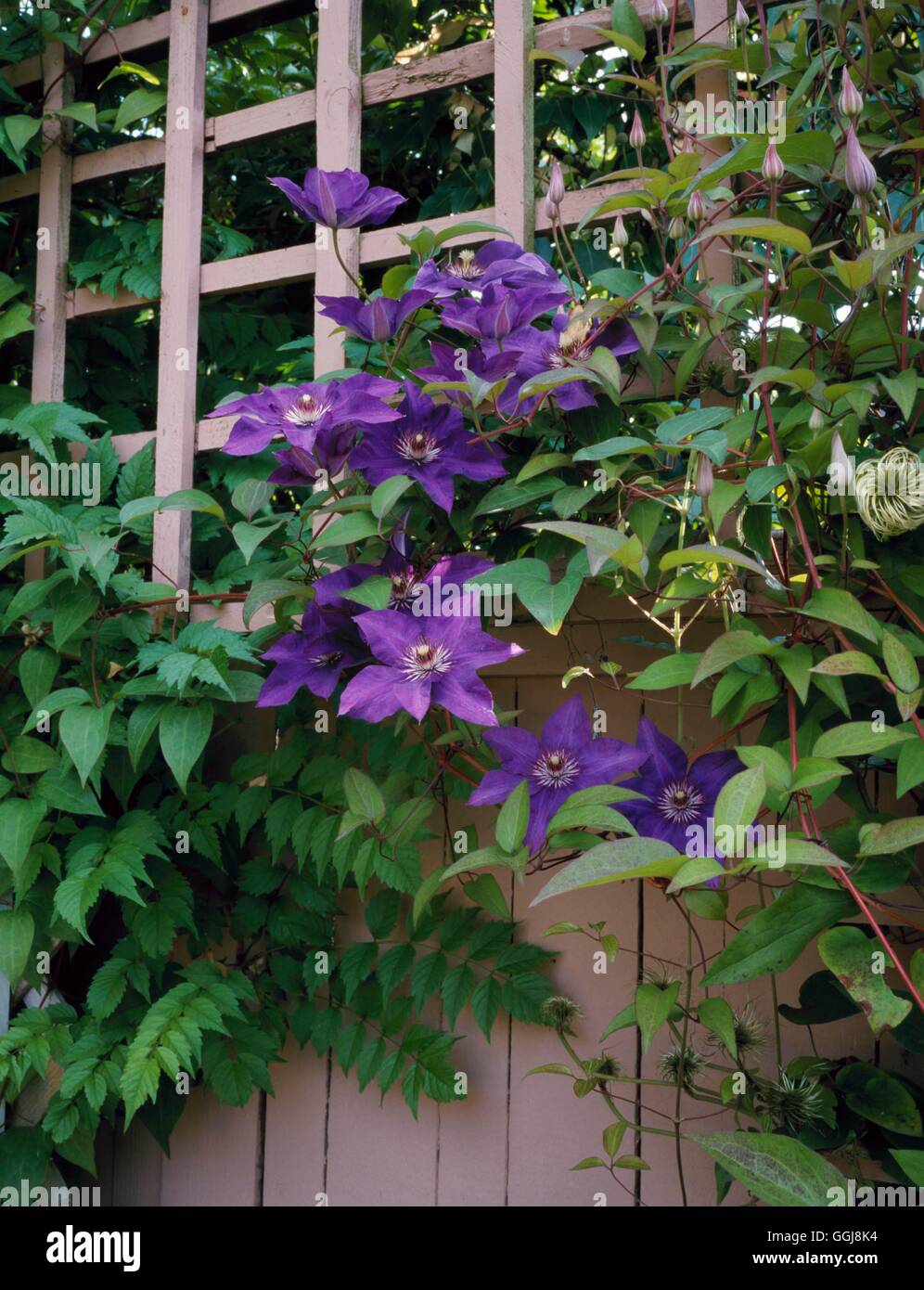 Trellis fence hi-res stock photography and images - Alamy