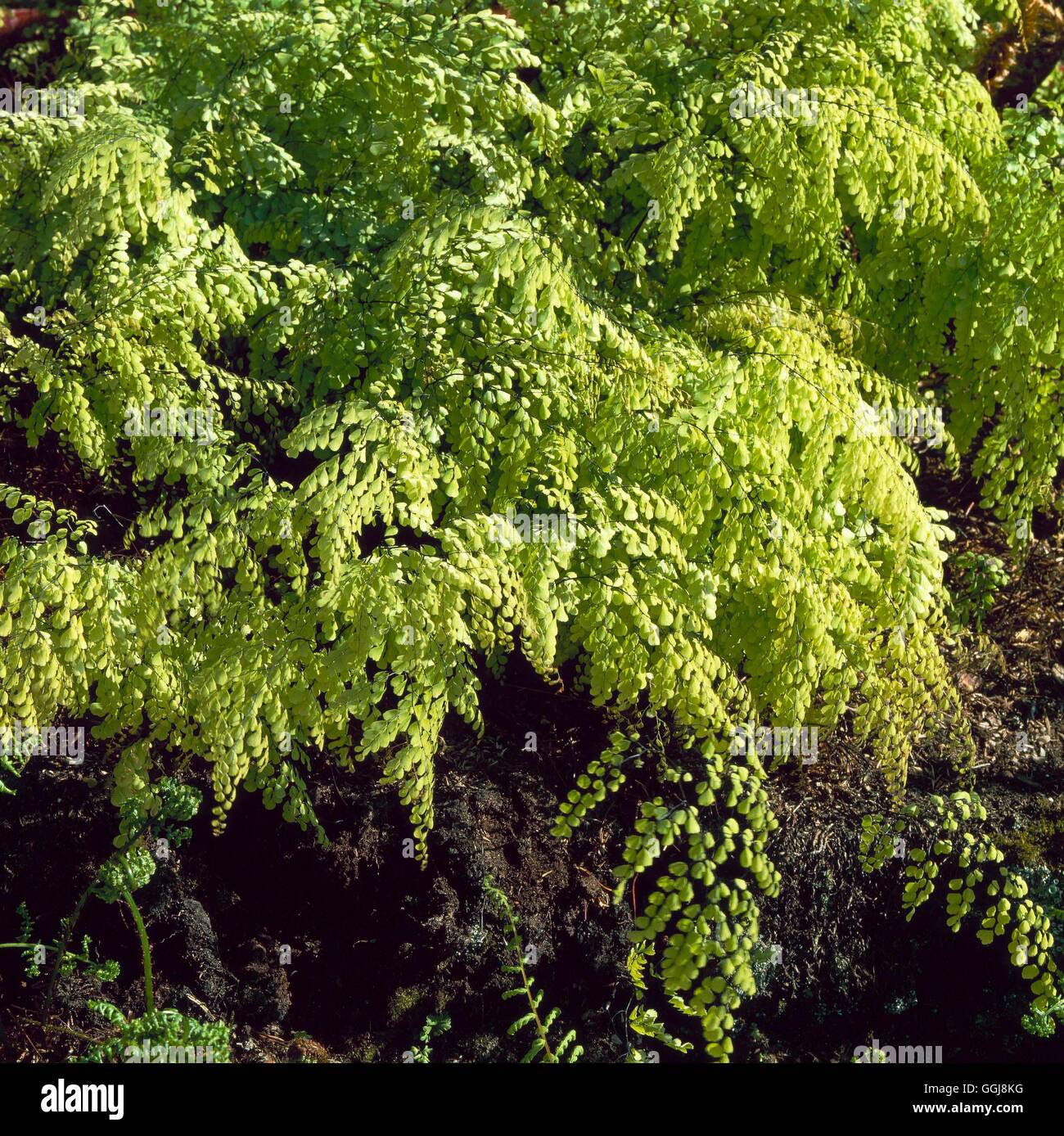 Adiantum venustum AGM. - Evergreen Maidenhair FER007216 Stock Photo - Alamy