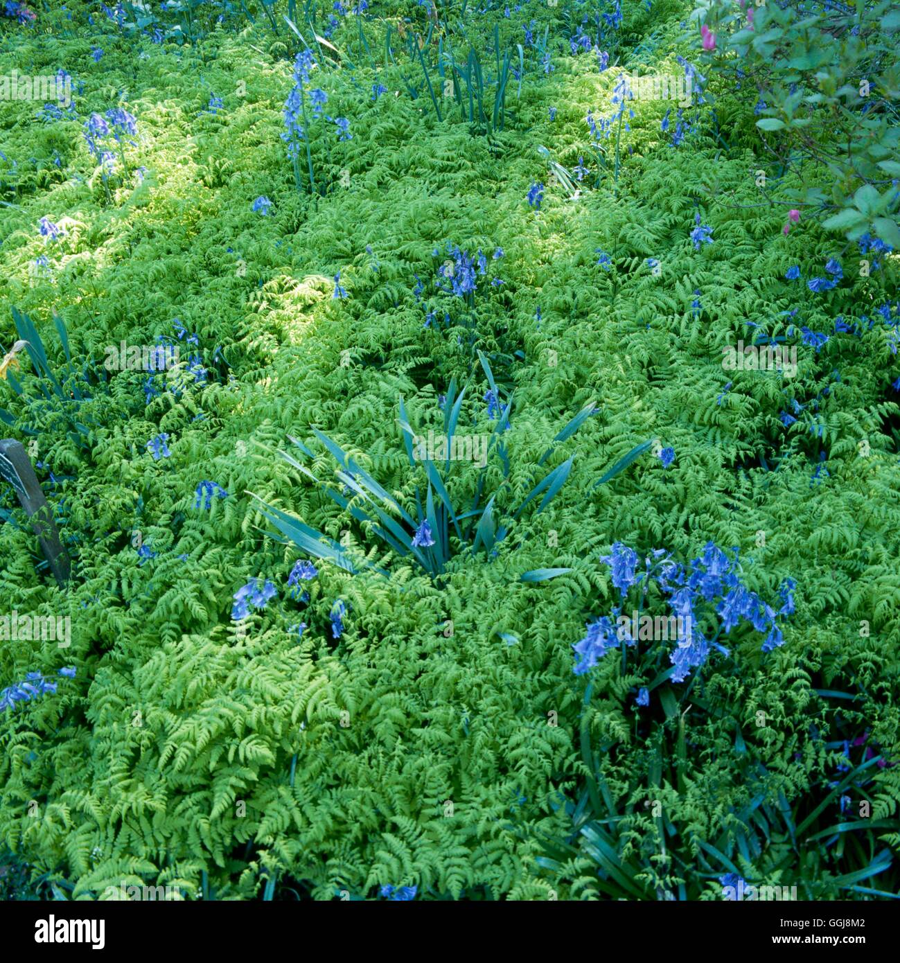 Thelypteris palustris FER016210 Stock Photo - Alamy