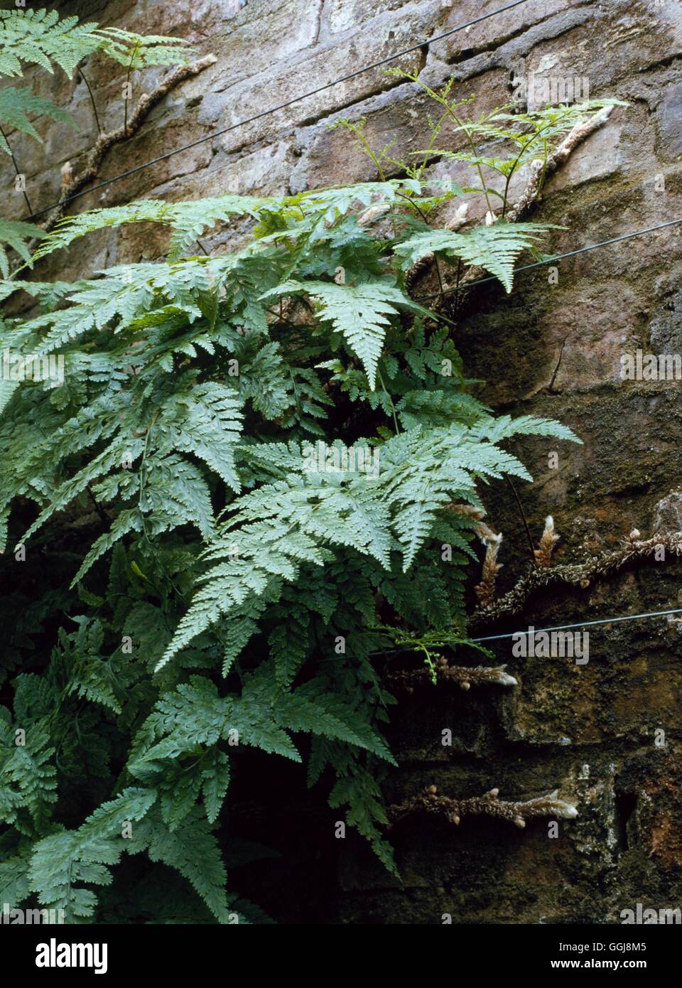Davillia trichomanoides FER016478 Stock Photo - Alamy