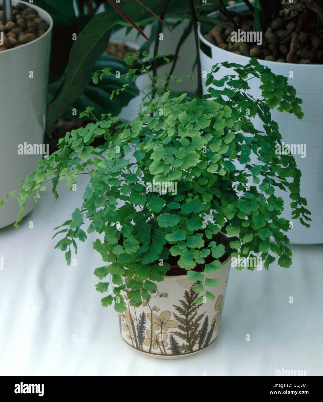 Adiantum raddianum - Maidenhair Fern FER025108 Stock Photo - Alamy