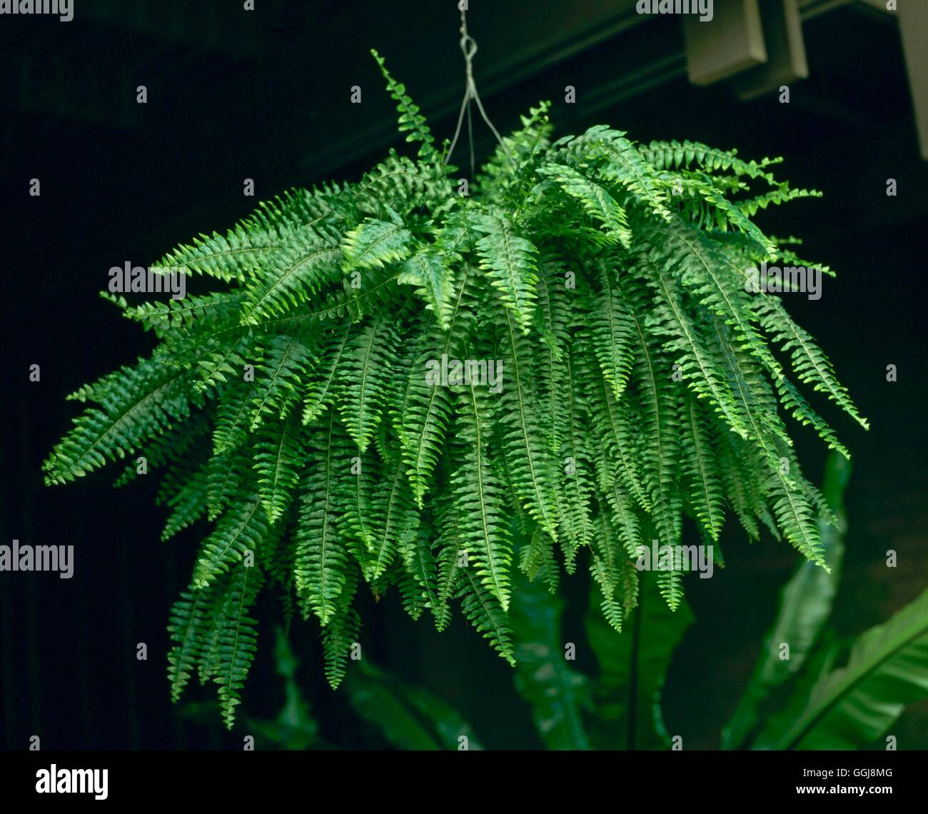 Nephrolepis exaltata - `Bostoniensis' FER027033 Stock Photo - Alamy