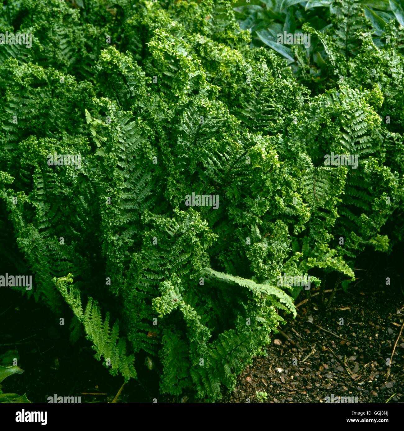 Dryopteris affinis affinis hi-res stock photography and images - Alamy