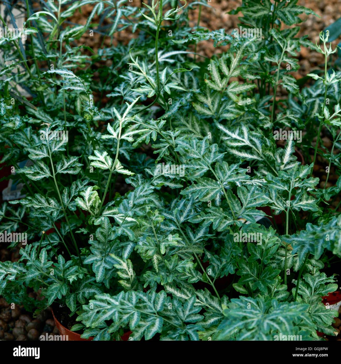 Pteris hi-res stock photography and images - Alamy