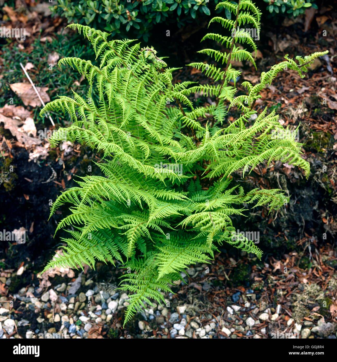 Athyrium filix femina minutissimum hi-res stock photography and images ...