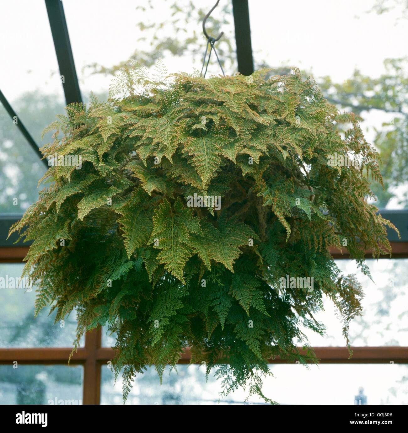 Davallia hi-res stock photography and images - Alamy