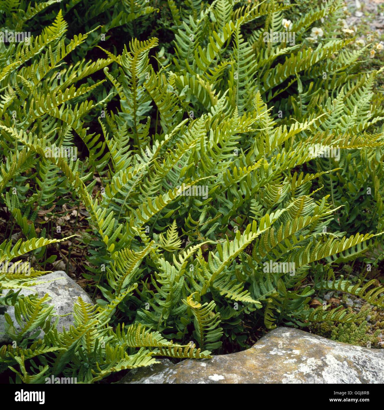 Polypodium vulgare - Common Polypody FER058196 Stock Photo - Alamy