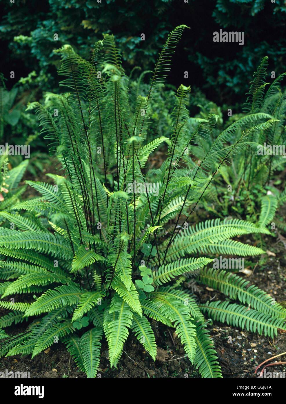 Blechnum spicant AGM - Hard Fern ""Deer Fern""" FER078507 Stock Photo ...