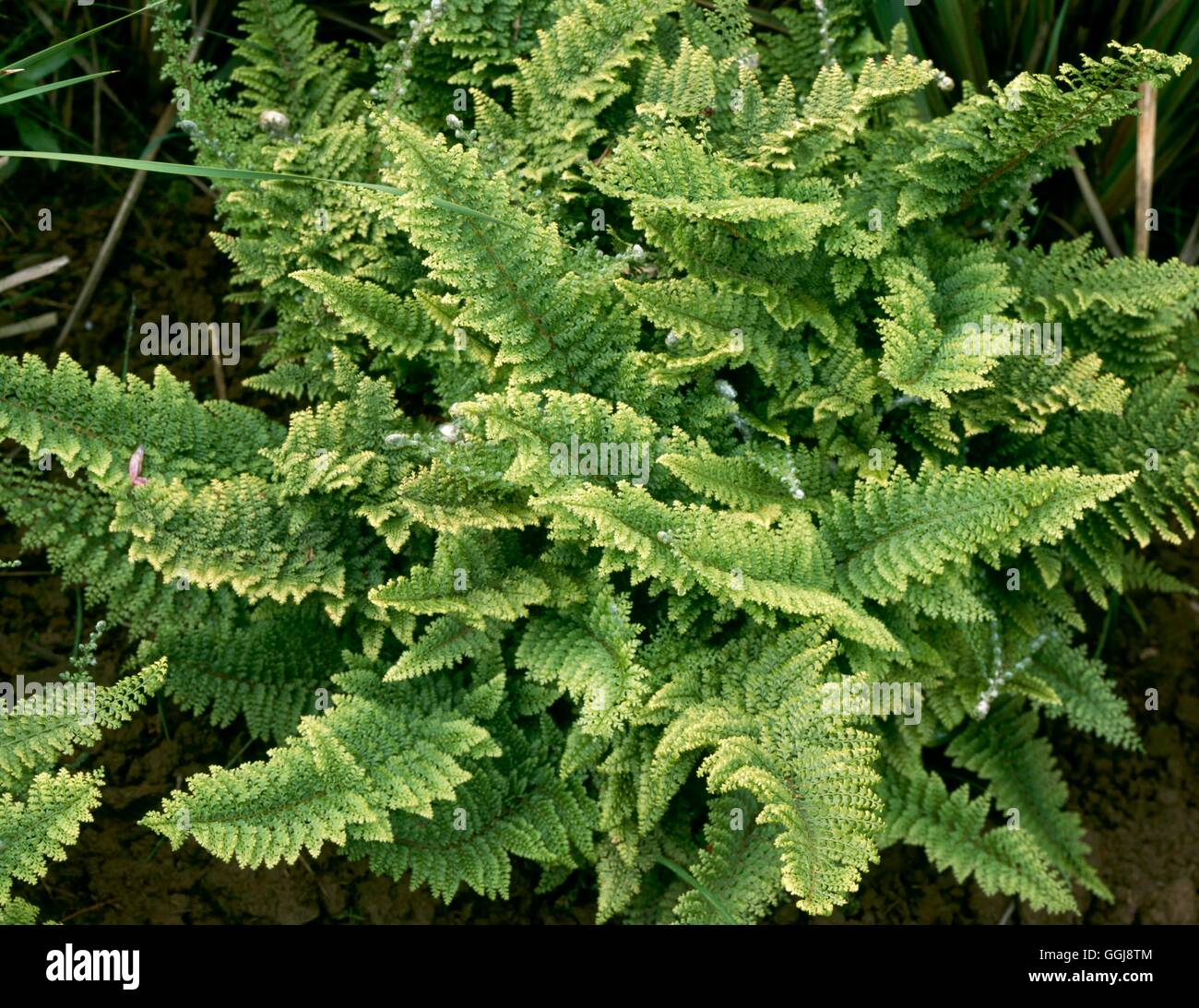 P proliferum hi-res stock photography and images - Alamy
