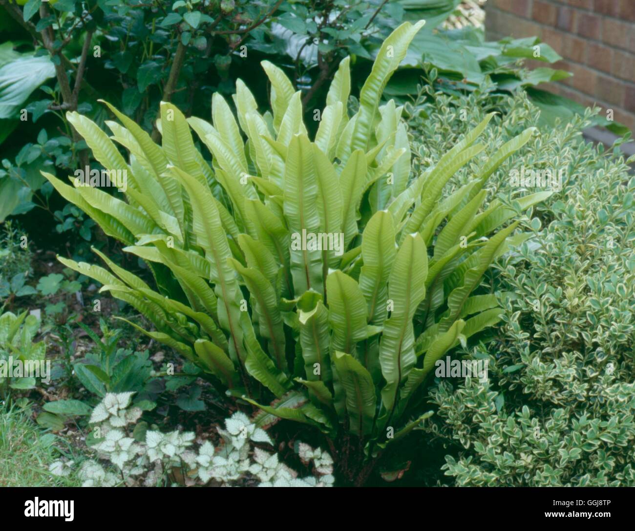 Asplenium scolopendrium hi-res stock photography and images - Alamy