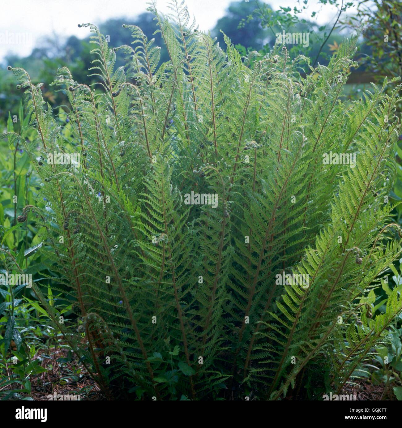 Polystichum setiferum pulcherrimum bevis hi-res stock photography and ...