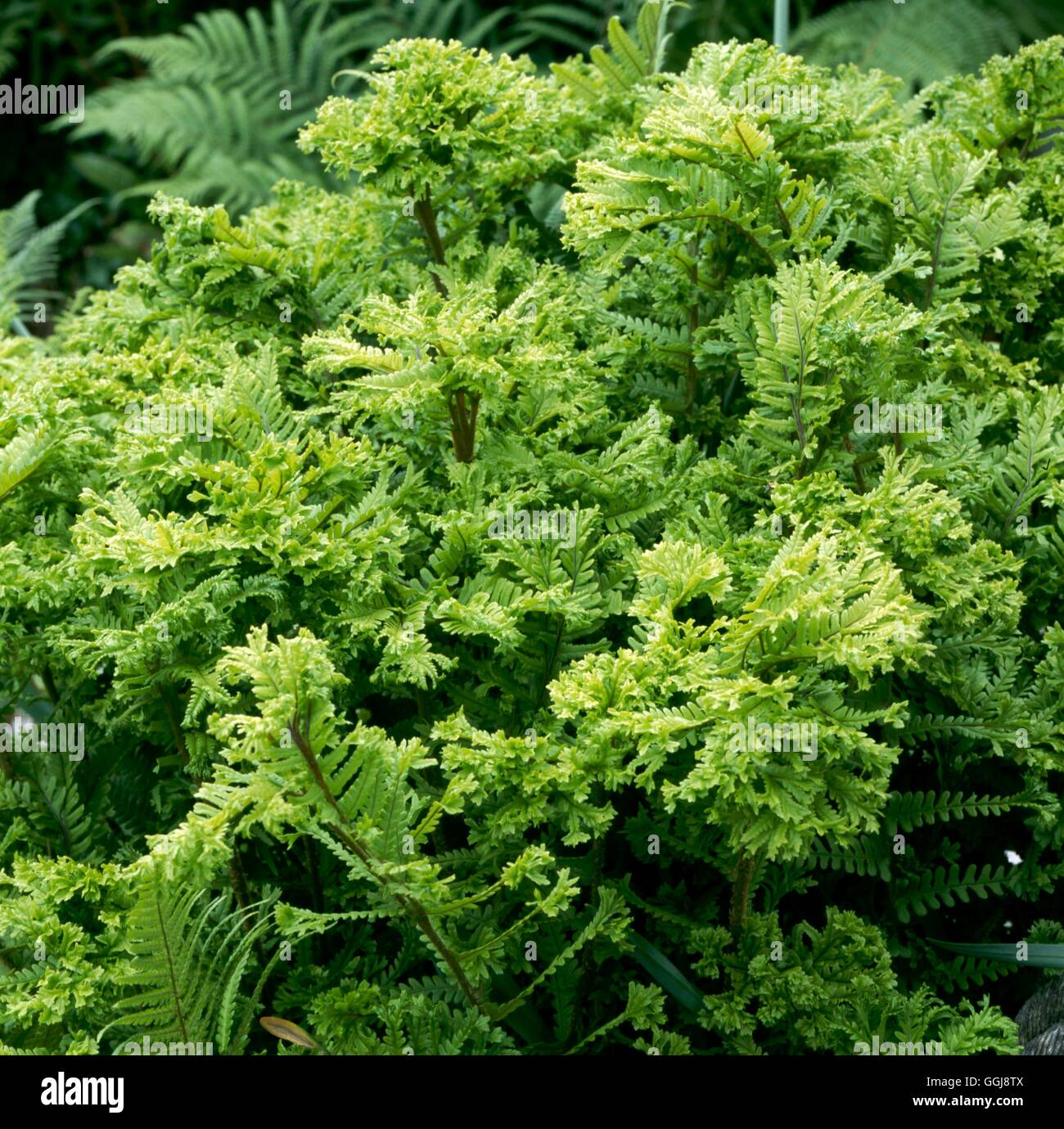 Affinis cristata hi-res stock photography and images - Alamy