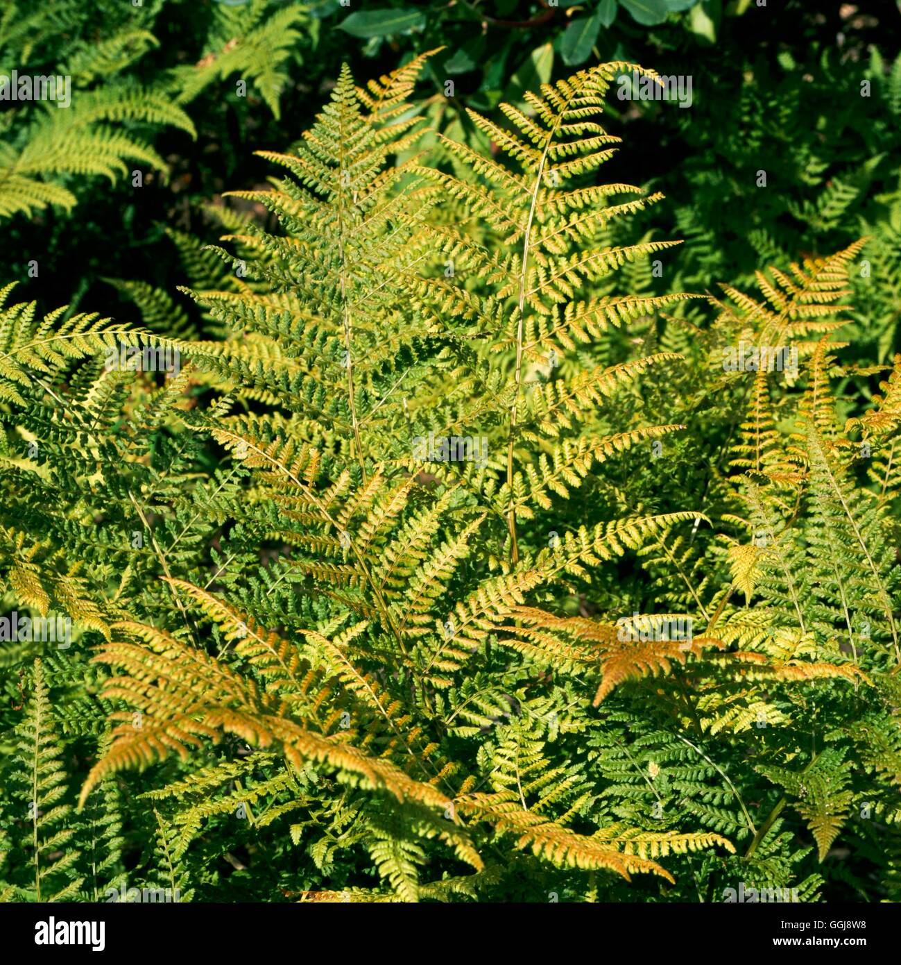 Dryopteris marginalis FER102606 Stock Photo - Alamy
