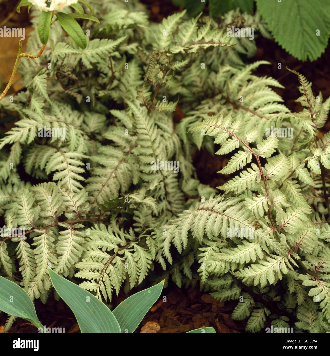 Athyrium niponicum var pictum silver falls hi-res stock photography and ...