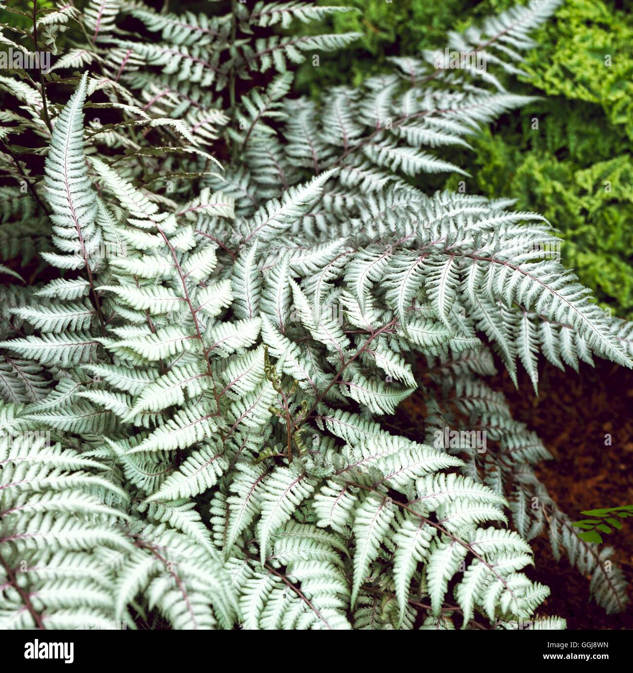 Athyrium niponicum var pictum silver falls hi-res stock photography and ...