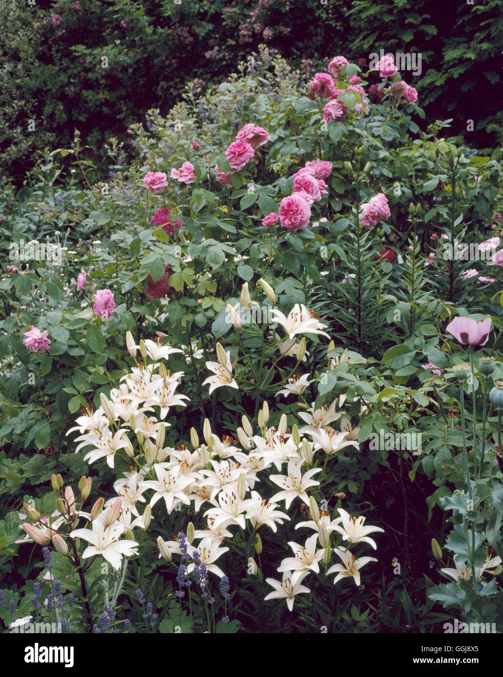 Fragrant Garden - with Roses and Lilies (Please credit: Photos ...