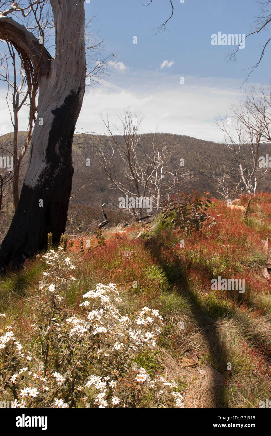 Landscape in the Victoria High Country Stock Photo - Alamy