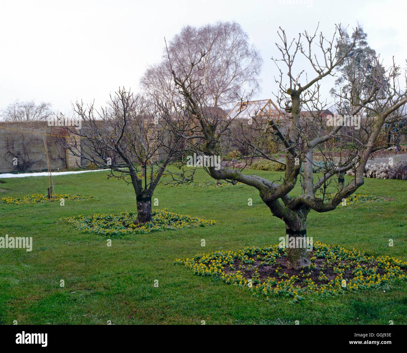 Fruit Garden/Orchard - Own-grafted fruit trees underplanted with ...