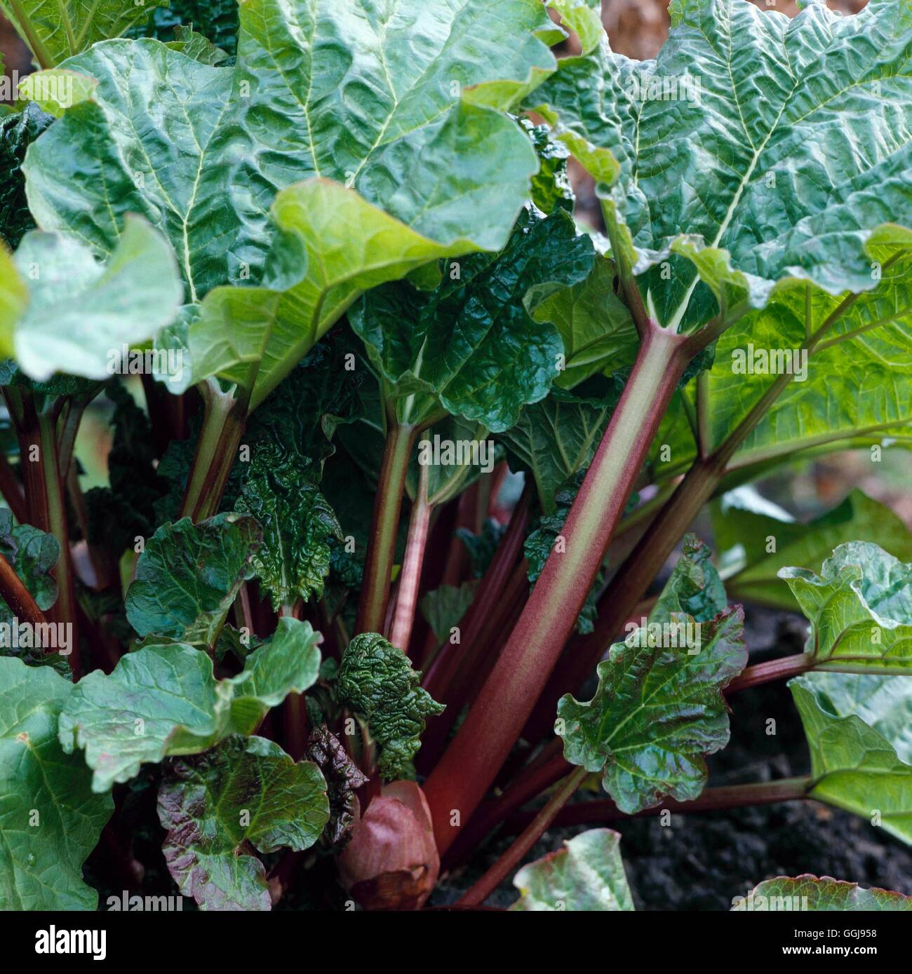 Underground Stem With Edible Varieties