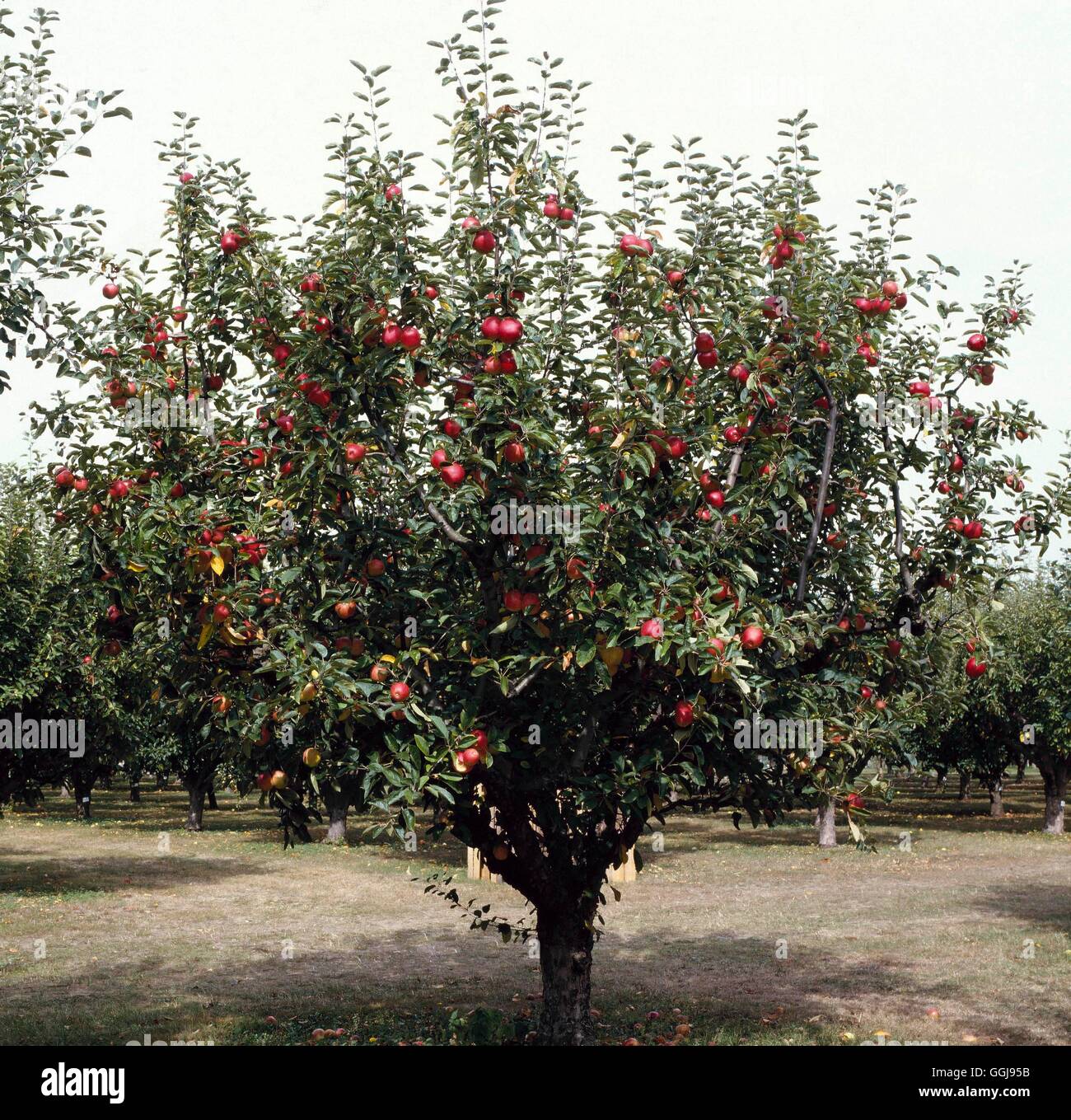 Apple tree malus domestica cox orange hi-res stock photography and ...