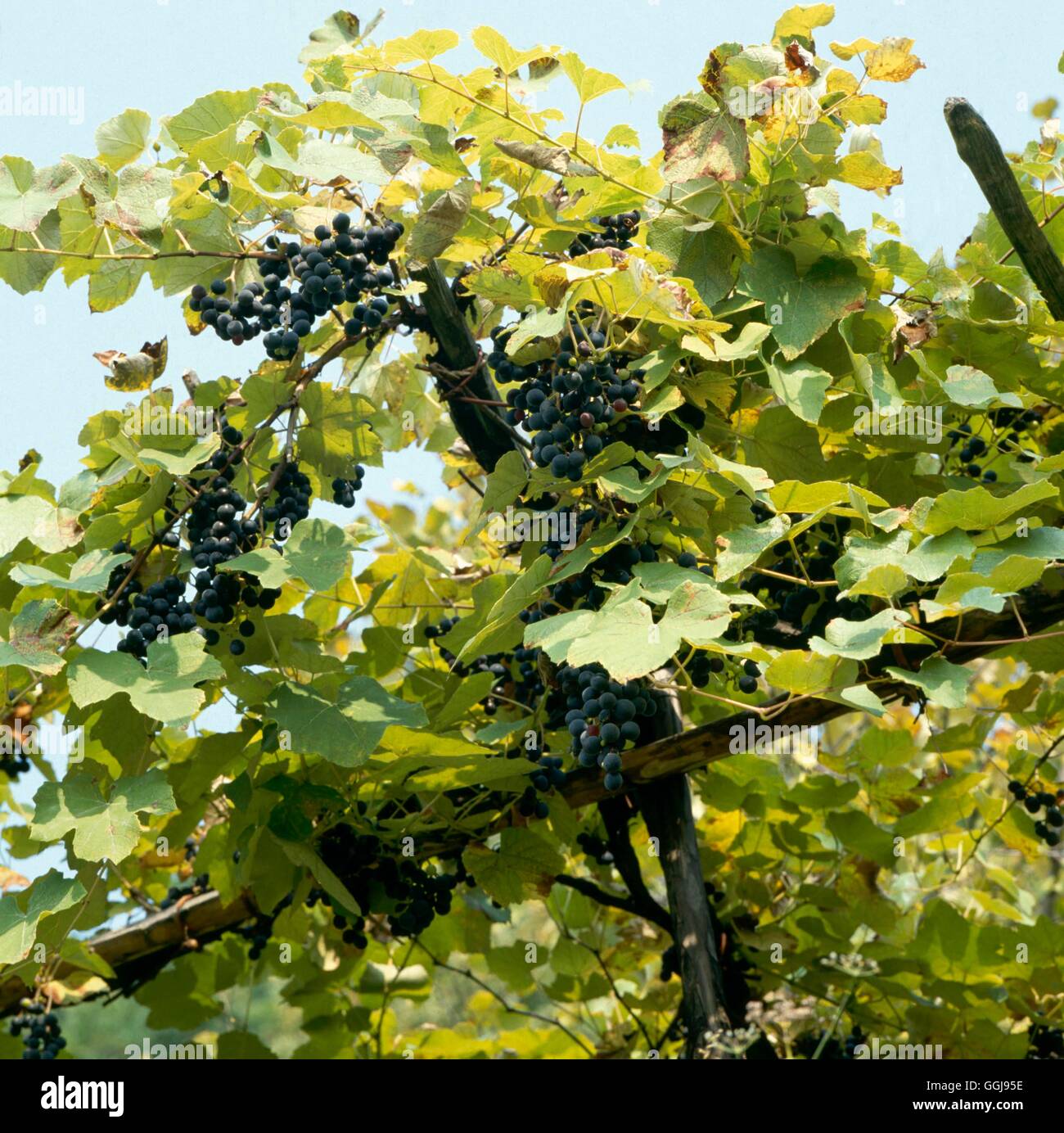 Grapes growing wild in hi-res stock photography and images - Alamy