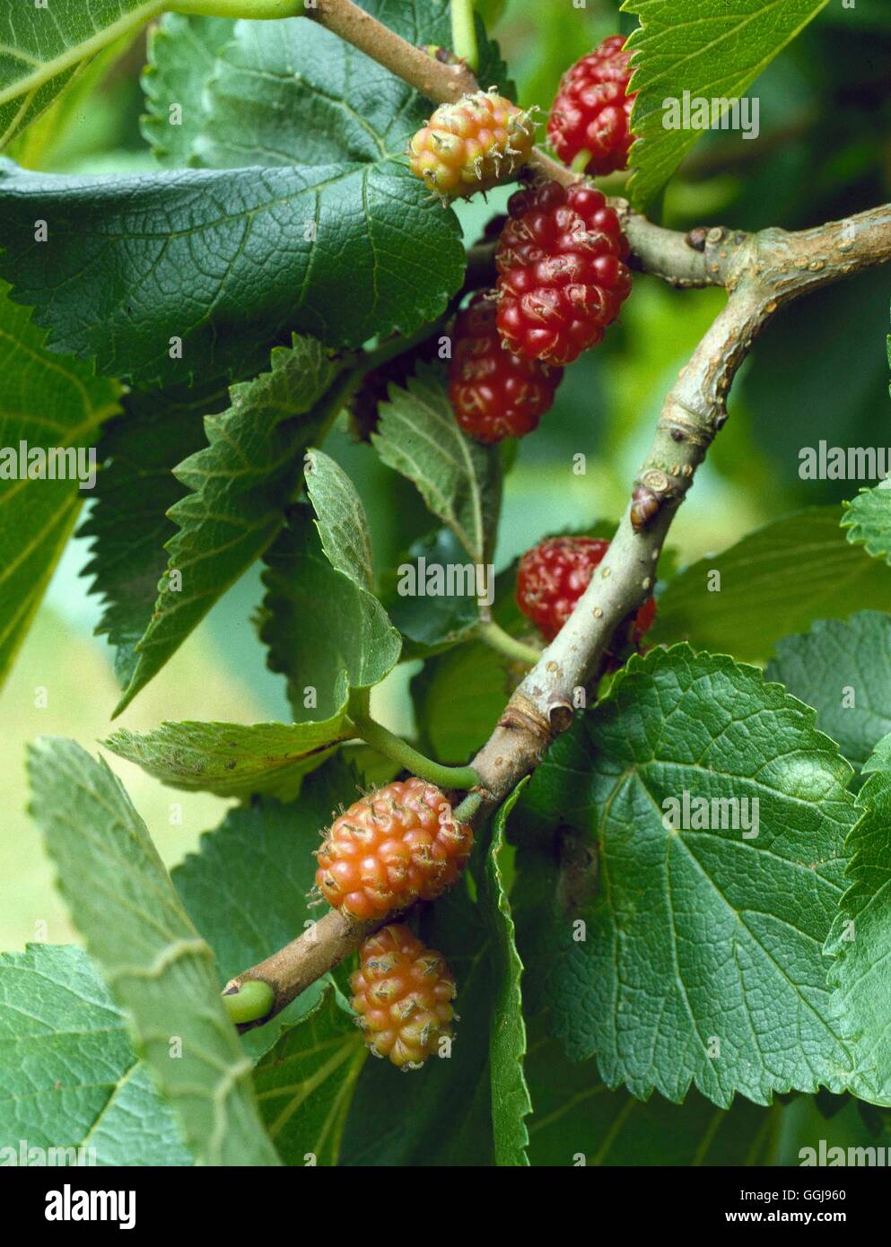 Fru006335 hi-res stock photography and images - Alamy