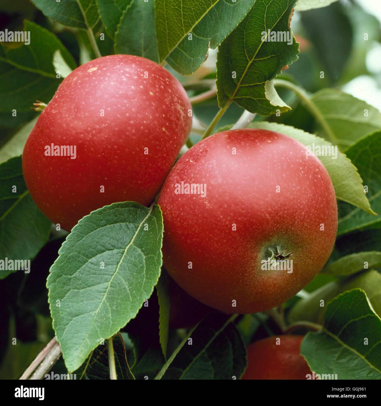 Apple edible hi-res stock photography and images - Alamy