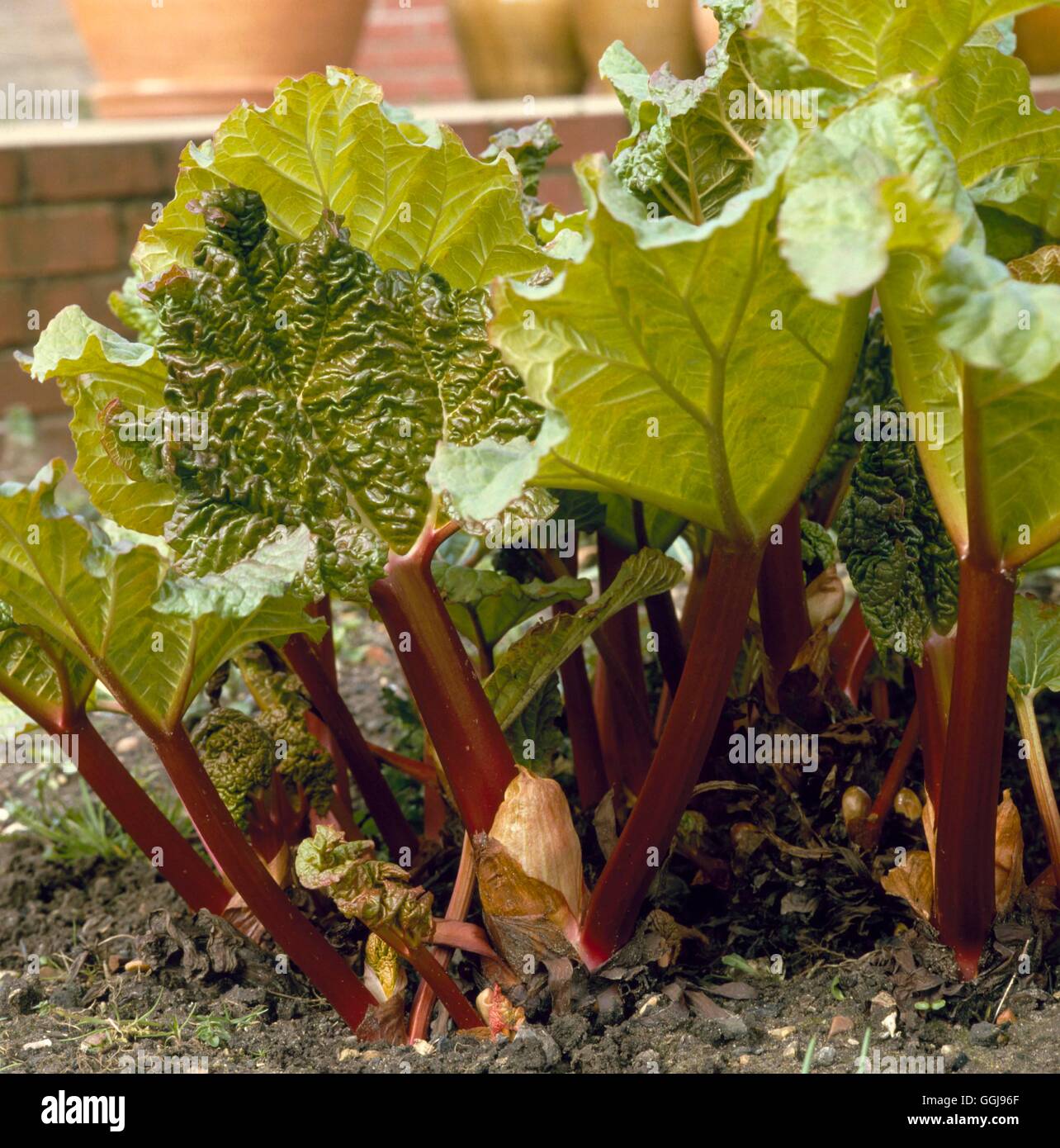 Rhubarb - 'Timperley Early' FRU007596 Stock Photo - Alamy
