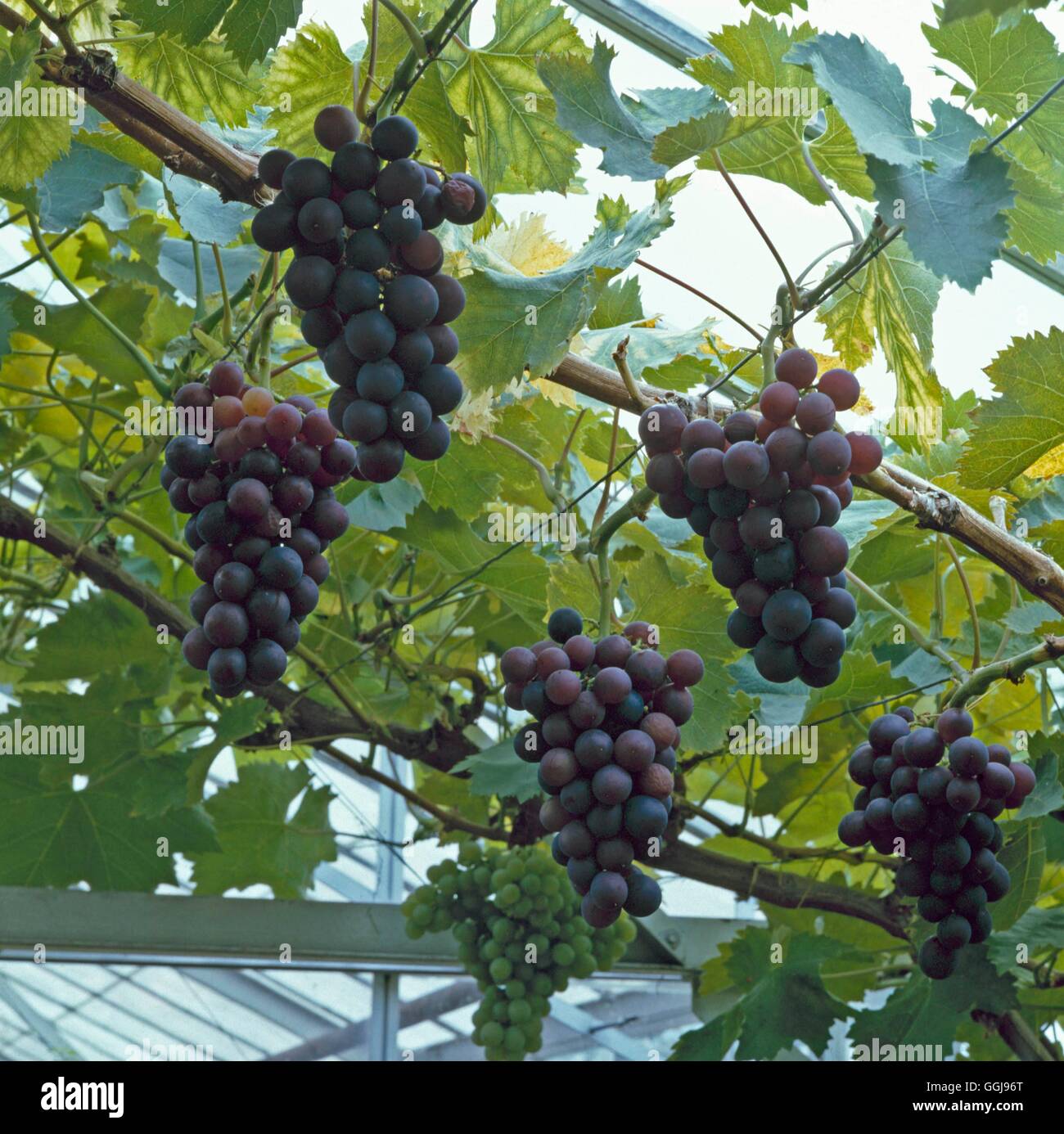 Grape - `Muscat Champion' - (Glasshouse Variety) FRU009005 Stock Photo ...