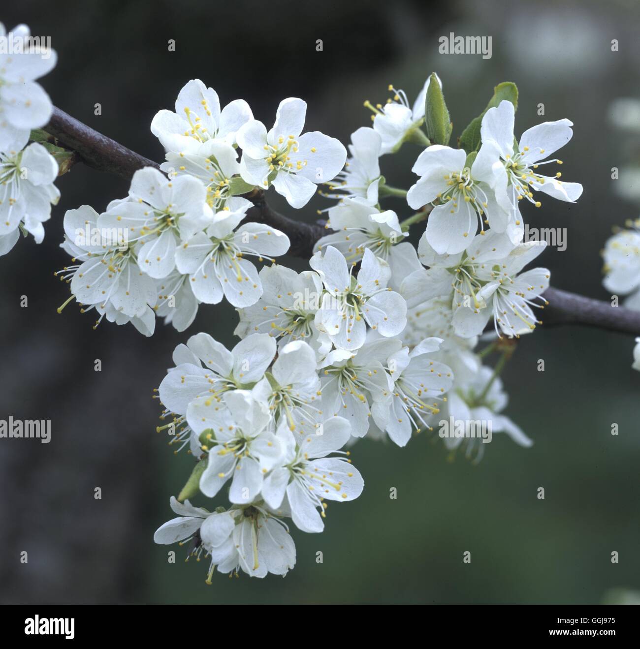 Date Plum Flower
