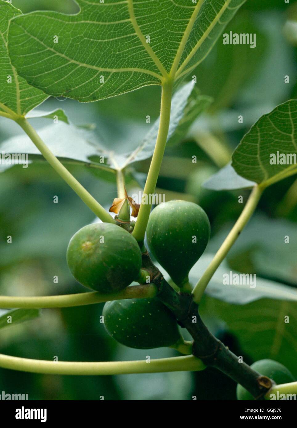 Fig - `Brown Turkey' (Ficus carica) FRU013028 Stock Photo - Alamy